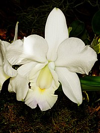 CATTLEYAS